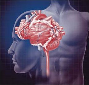 The Impact of Heart Disease On Brain Function - Heart Advisor